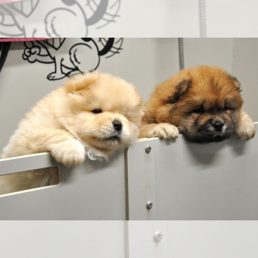 Чау-чау, щенок