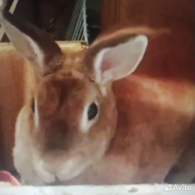 Декоративный кролик бесплатно