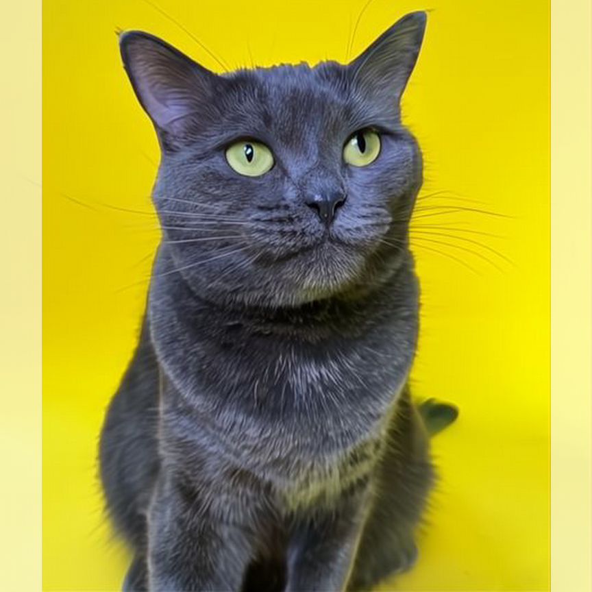 Британская короткошёрстная, взрослая кошка