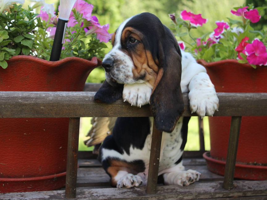 Щенки бассет хаунд