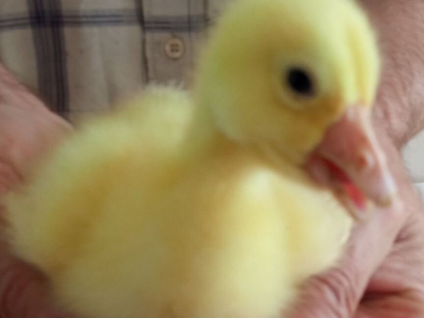 Гусята породы Линда из домашнего инкубатора 7шт