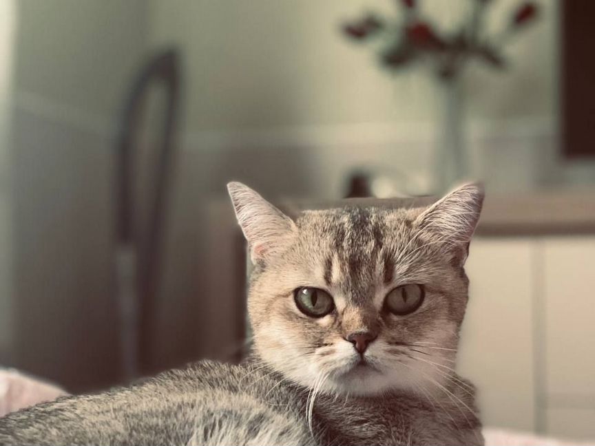 Кошки в добрые руки породистые