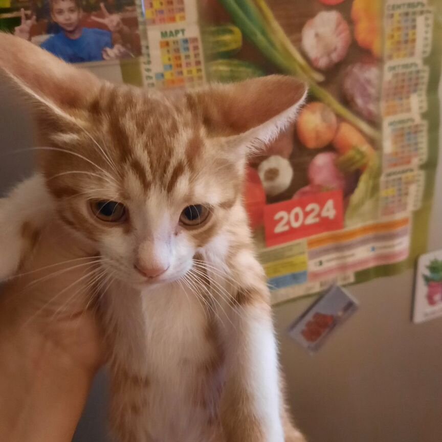 Бело рыжий котенок