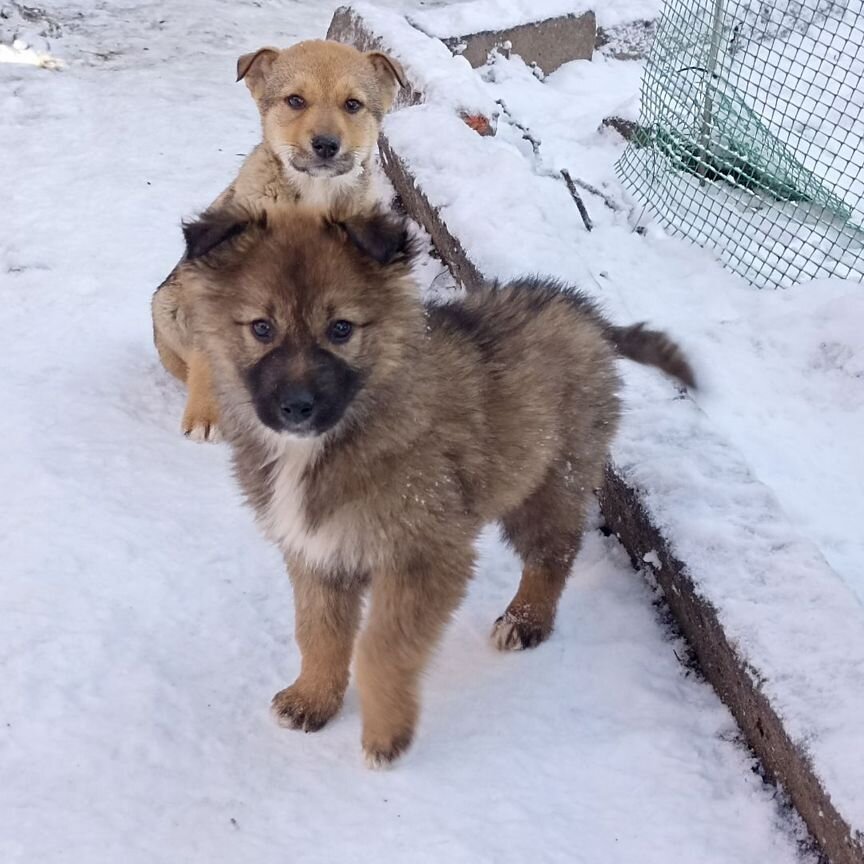 Собака для дома