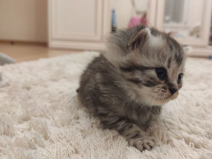 Шотландская кошечка