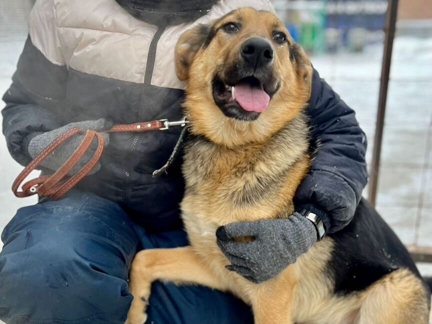 Лучший друг в добрые руки