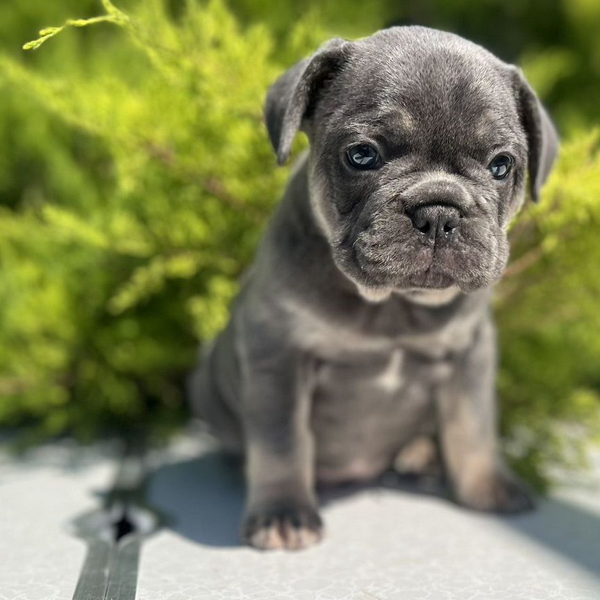 Французское очарование