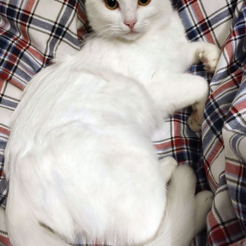 Кошечка в добрые руки