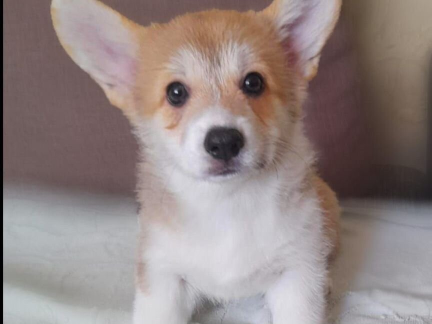 Вельш-корги пемброк