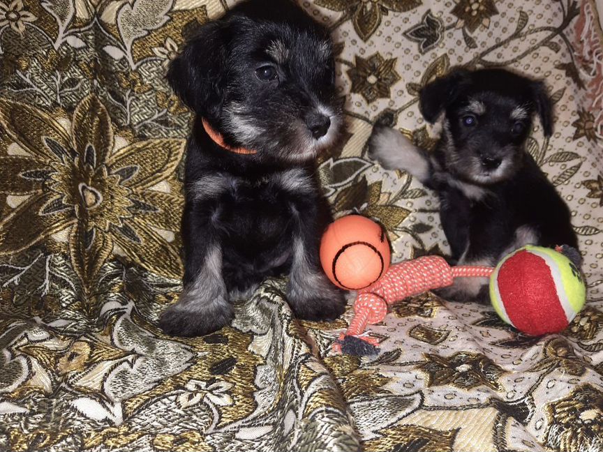 Цвергшнауцер