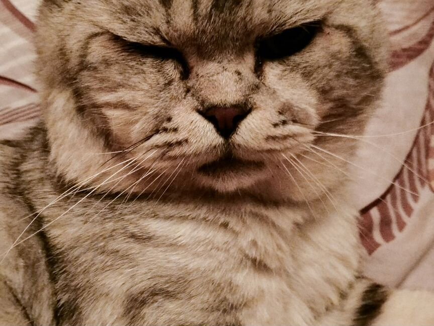 Шотландский кот приглашает на свидание