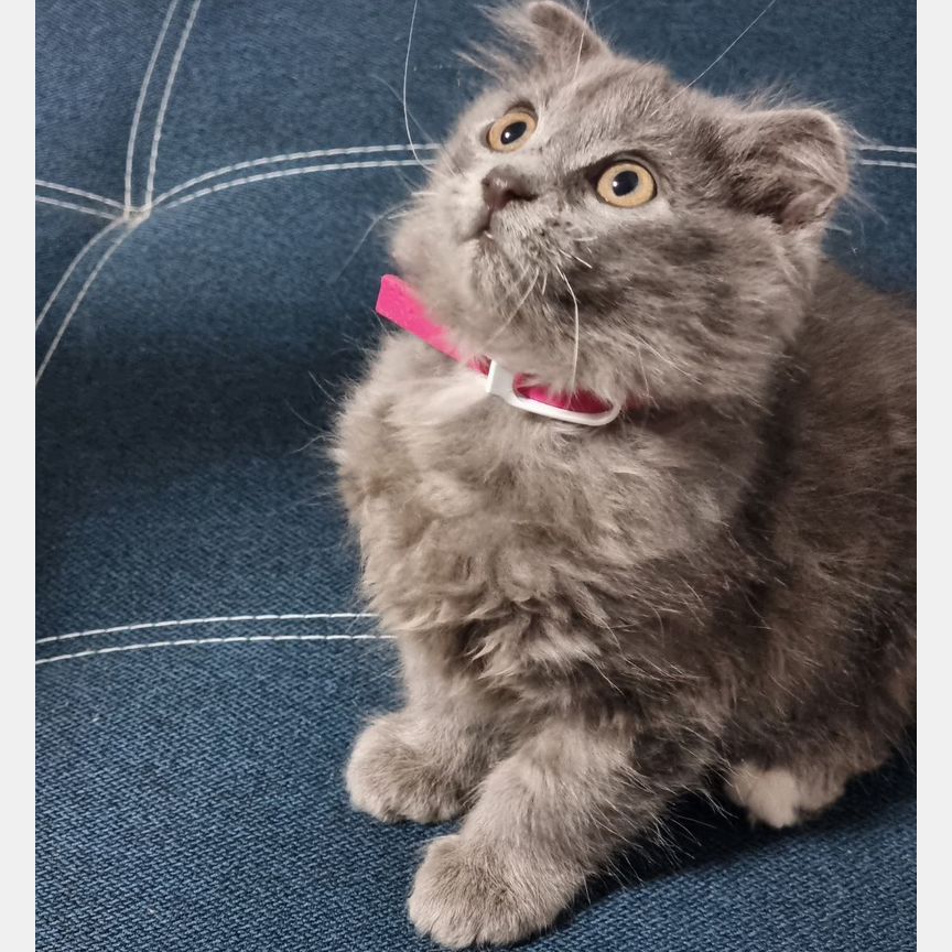 Кошечка