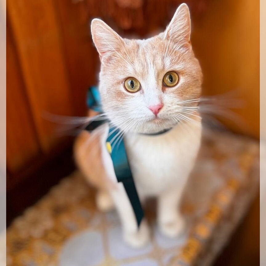 Котик Вилли в добрые руки