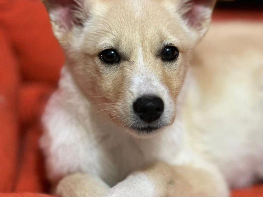 Маленькая собака в добрые руки бесплатно