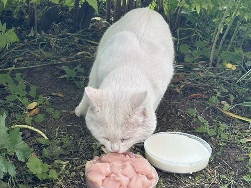 Кот живет на улице