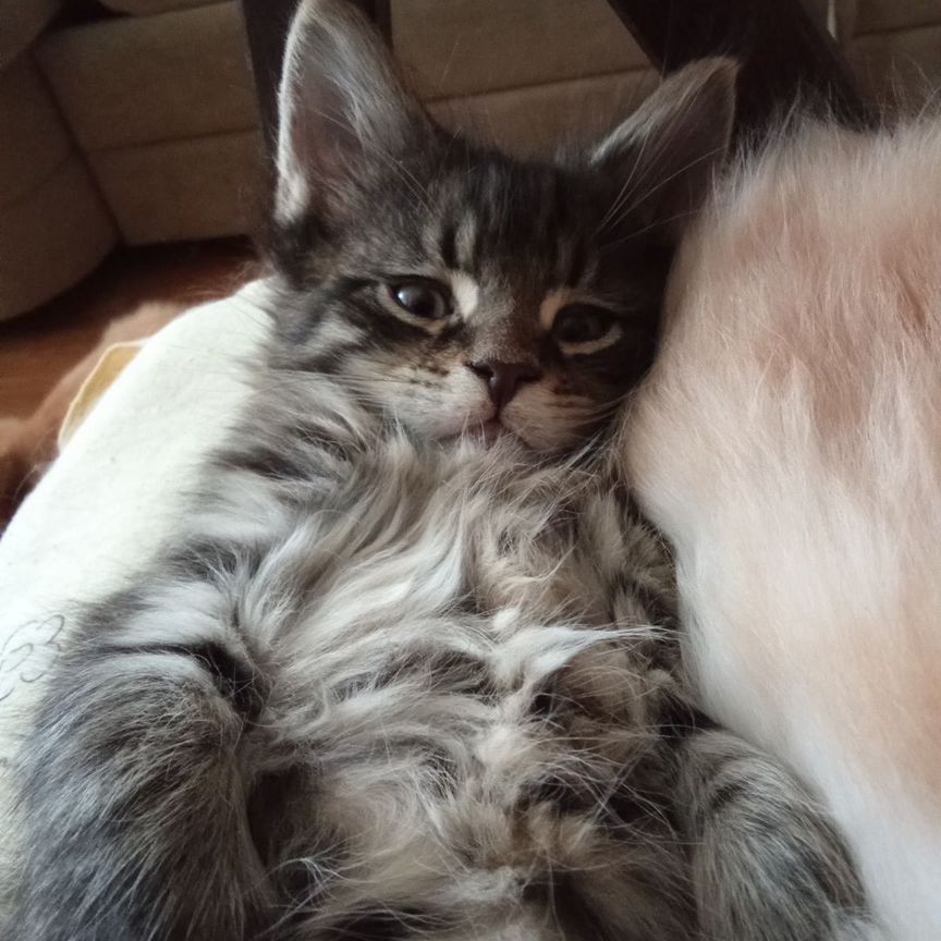 Мейн-кун котёнок. Тигрёнок 2 мес