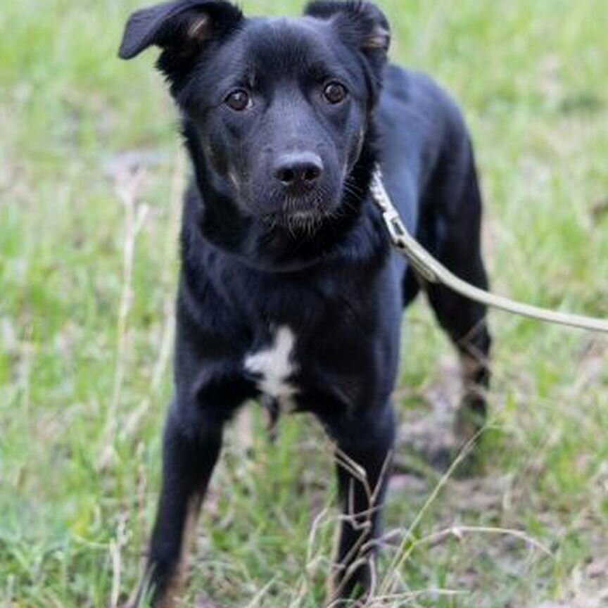 Щенок в добрые руки