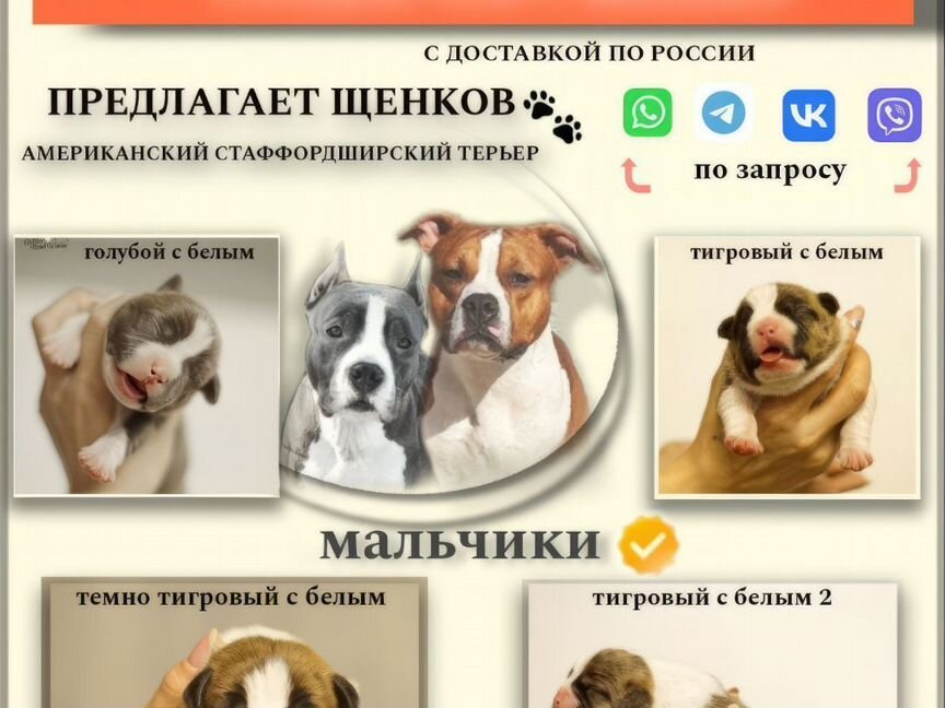 Щенки от профессионального питомника