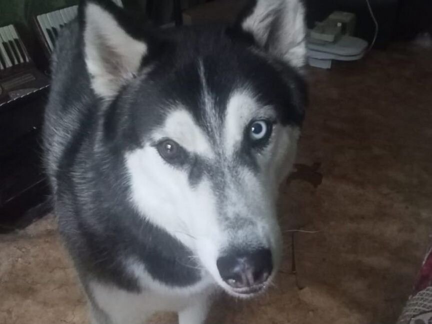 Хаски "Эверест"