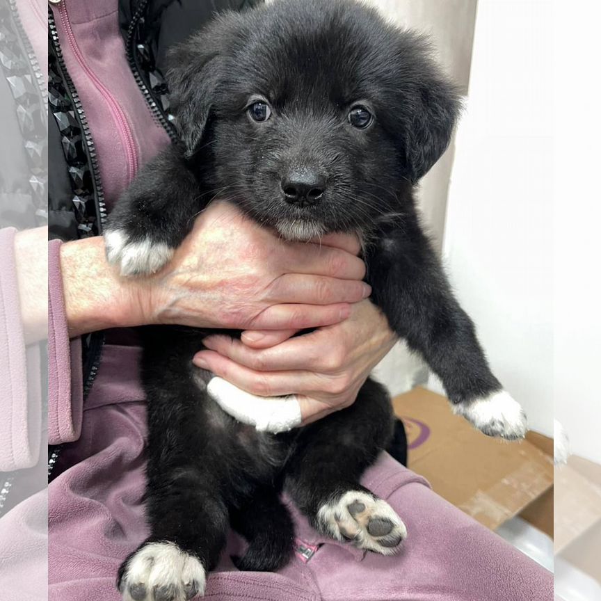 Щенок в добрые руки