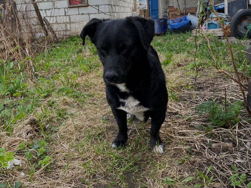 Собака девочка