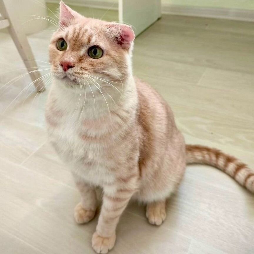 Взрослый кот в добрые руки