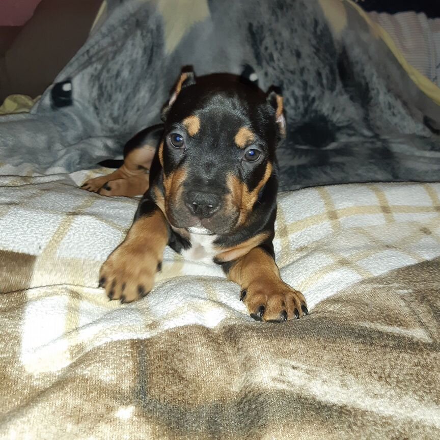 Американский булли покет