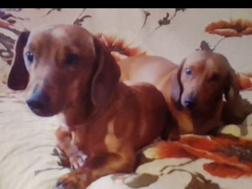 Карликовая такса щенки