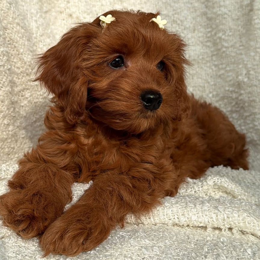 Той-пудель, щенок