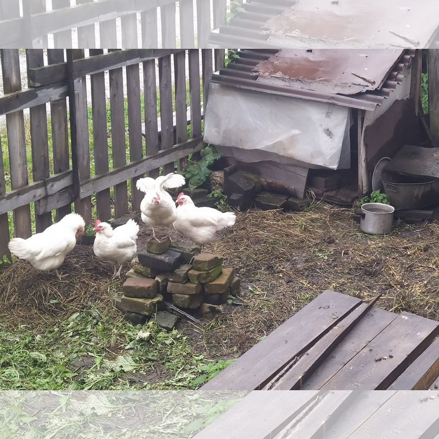 Курицы несушки