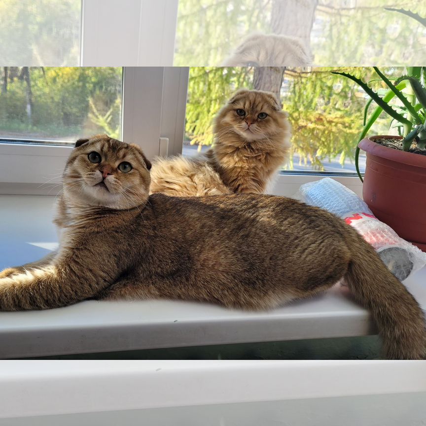 Котята