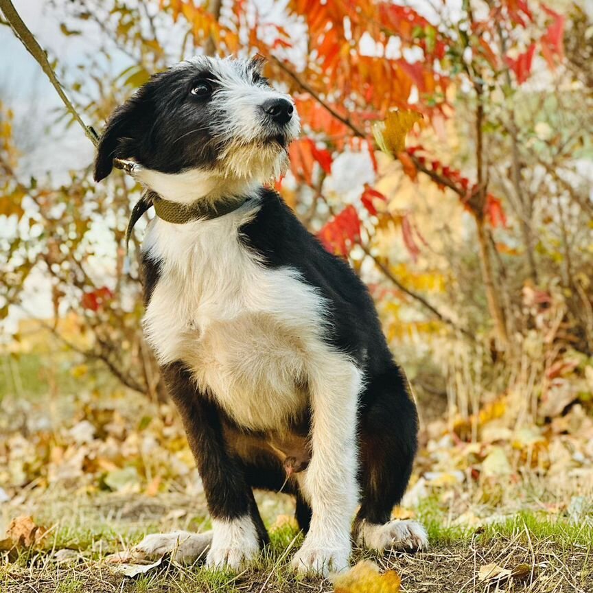 Щенок