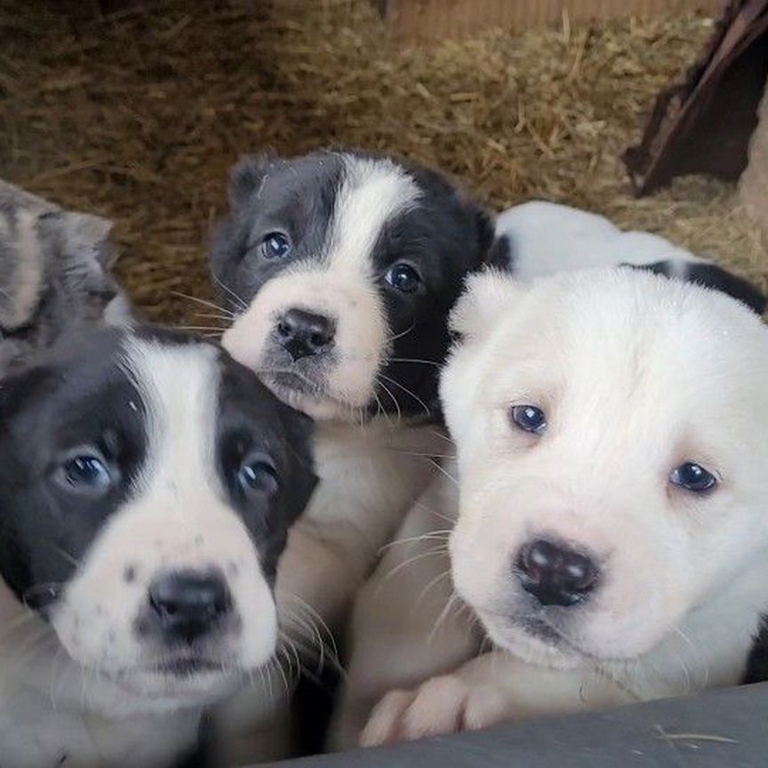 Щенки сао алабай