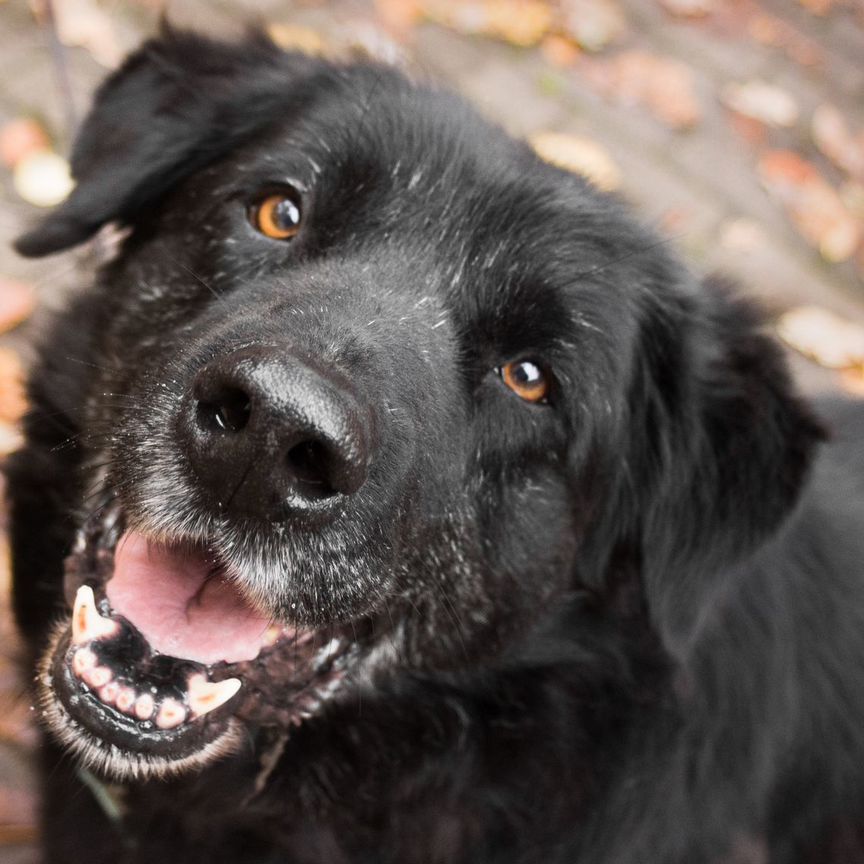 Взрослый пёс в добрые руки