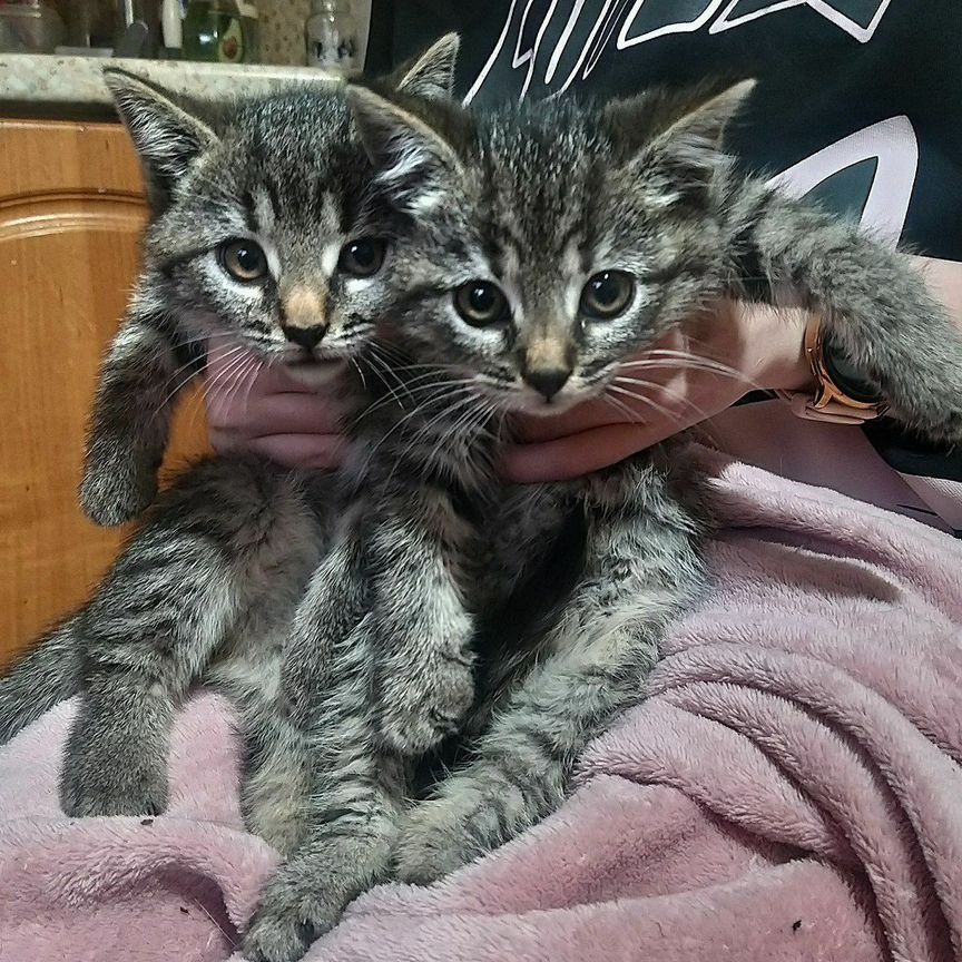 Котята девочки 2 месяца