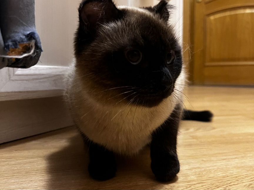 Кошка