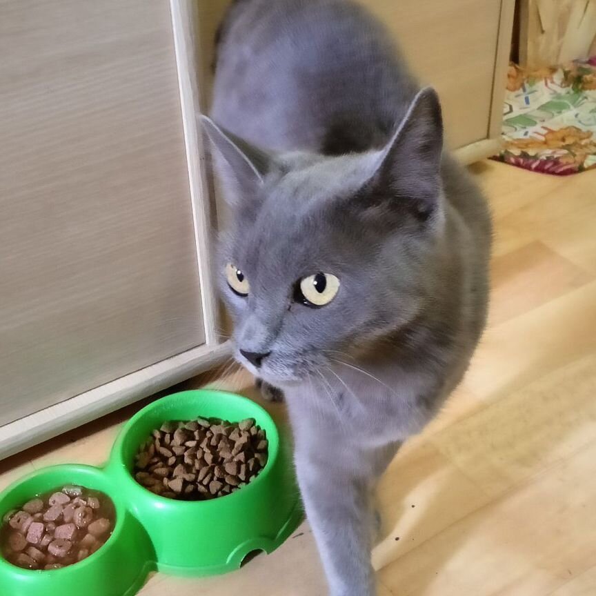 Кошка на передержке ищет дом