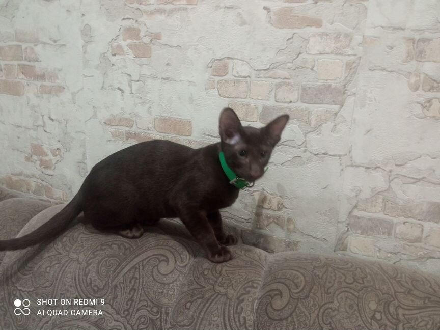 Ориентальный котенок