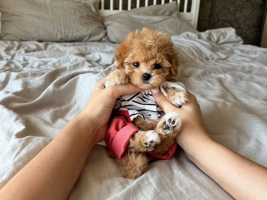 Мальтипу F1 эксклюзив