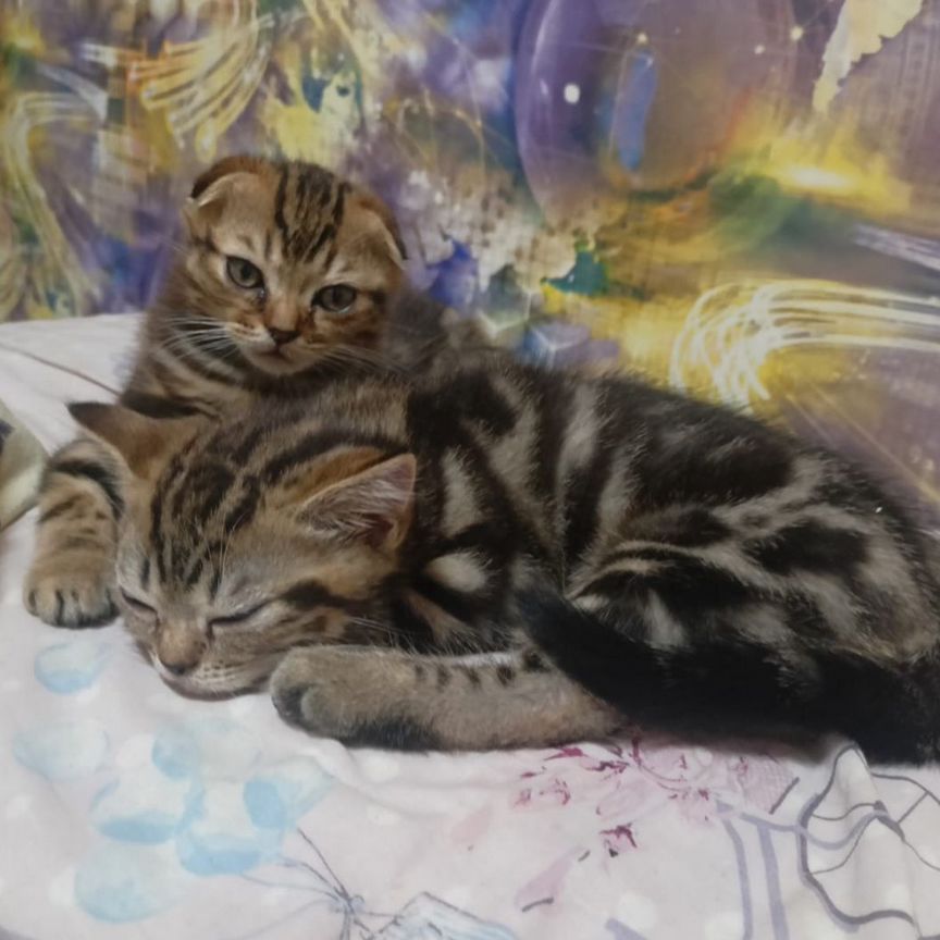 Шотландские котята