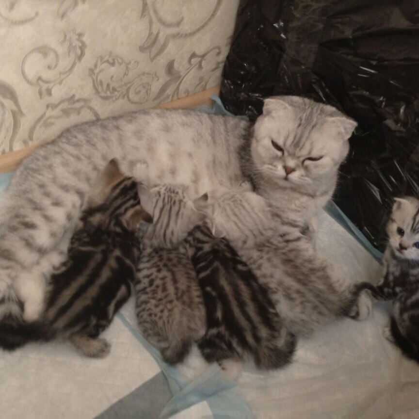 Шотландские котята