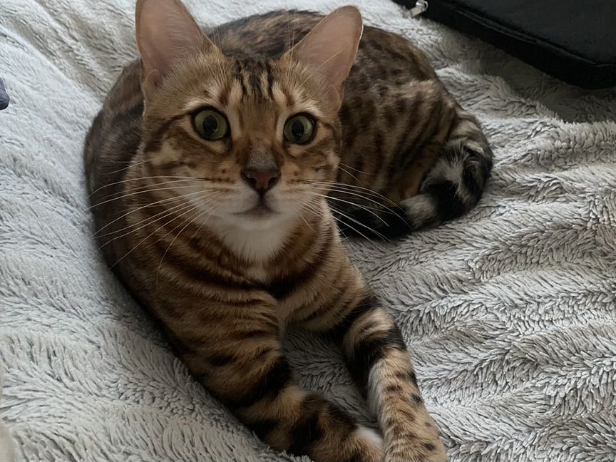 Бенгальская кошка