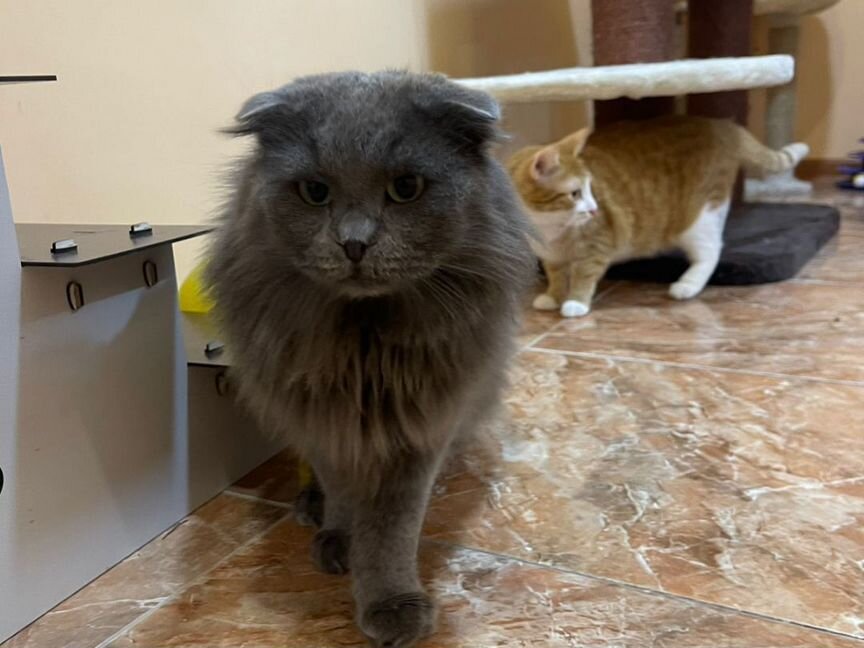 Вислоухий шикарный котик ищет дом и семью