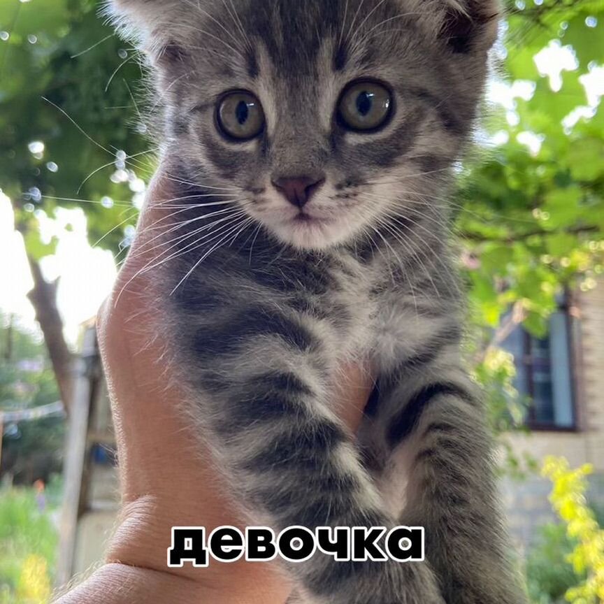Котята в добрые руки 3 девочки 1 мальчик