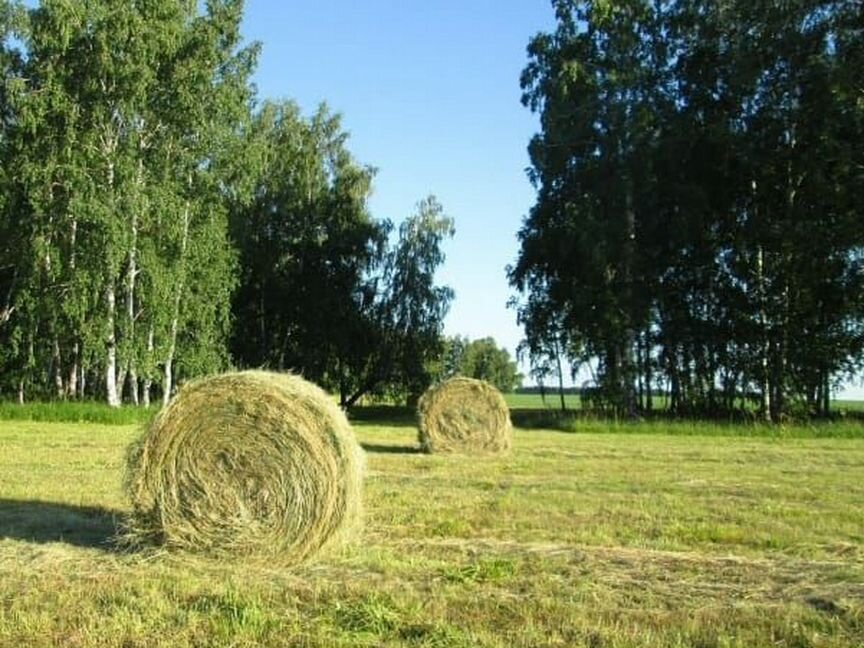 Сено в рулонах
