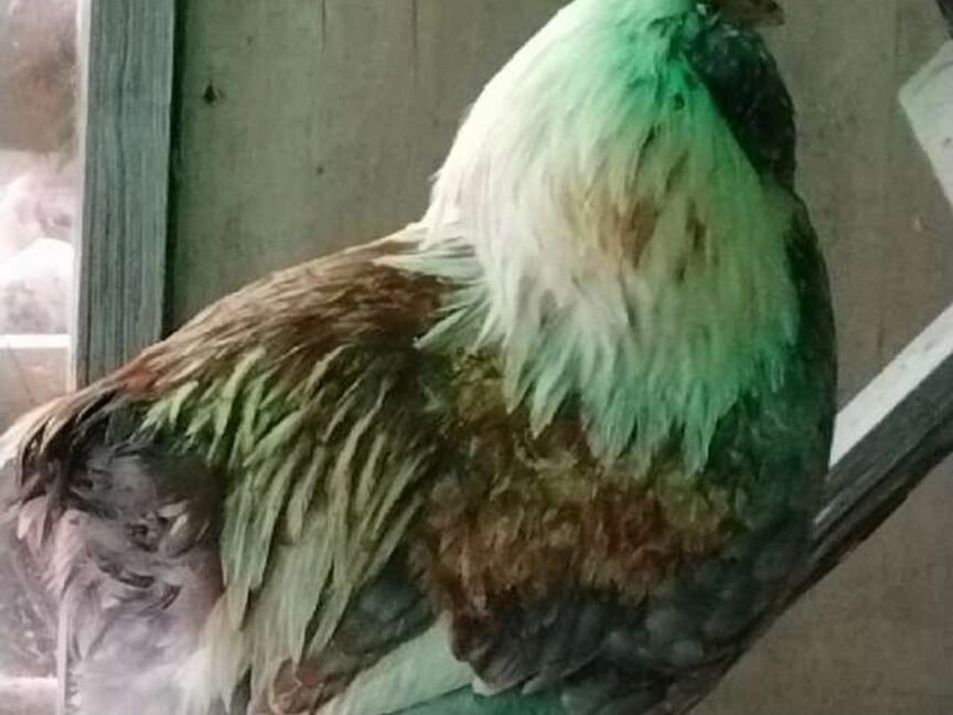 Петух Фавероль