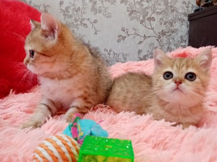 Шотландские золотые шиншиллы котята