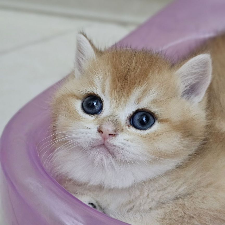 Котята золотая шиншилла