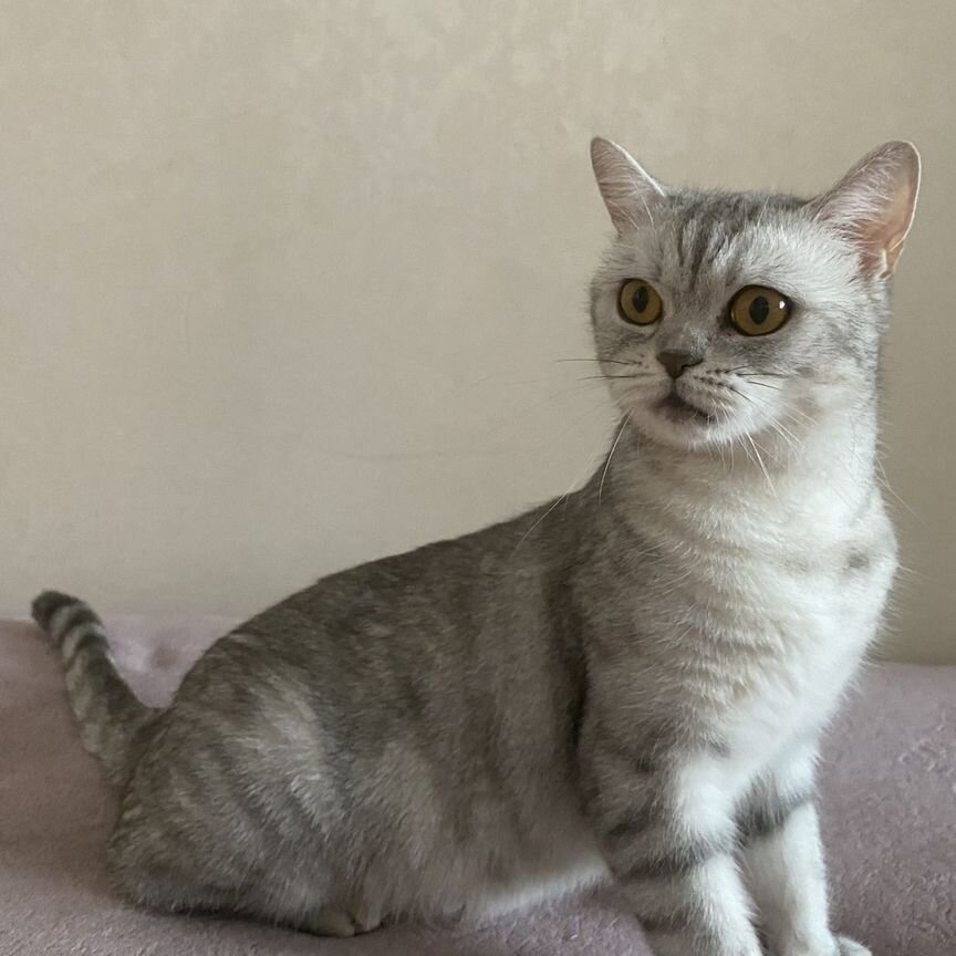 Шотландская кошка