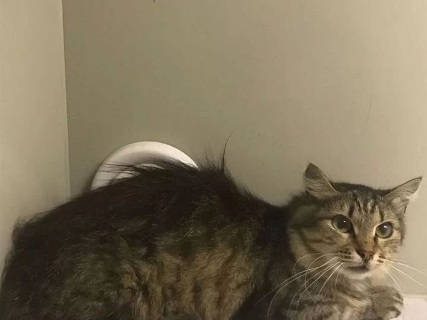 Мокка ищет дом